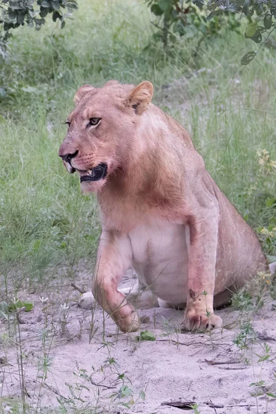 Lion bodybuilder Stock Photos, Royalty Free Lion bodybuilder Images ...