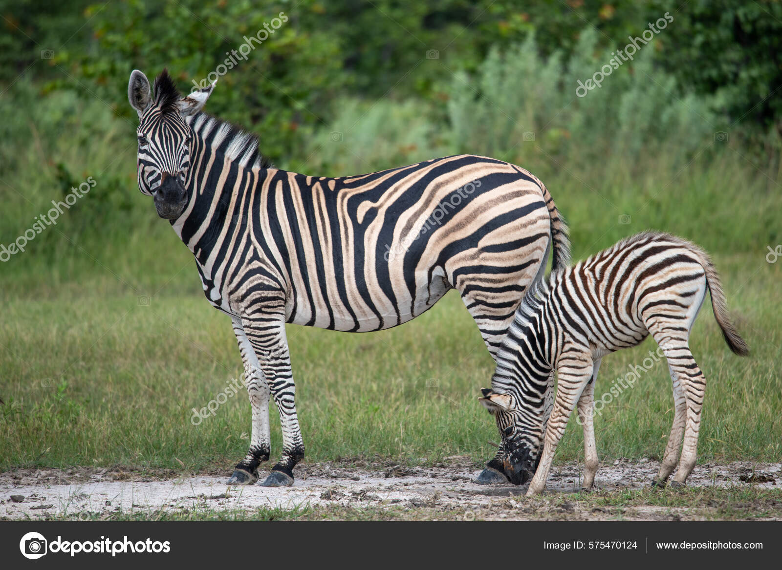 Equus Quagga Plains Zebra Standing African Plains Stock Photo by ...