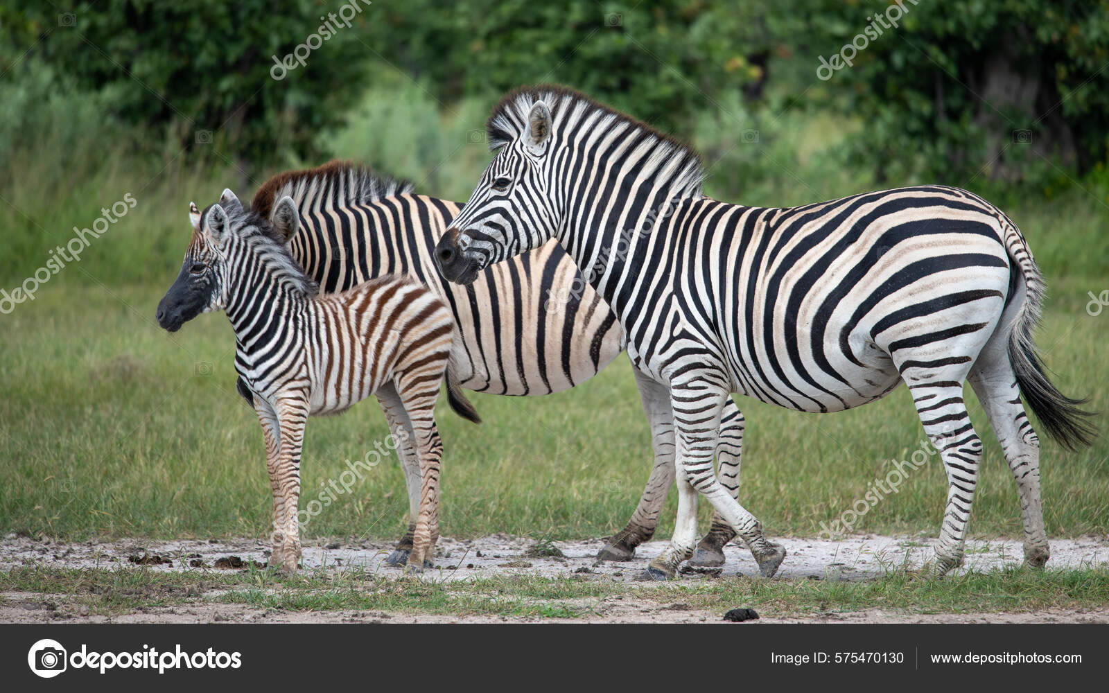 Equus Quagga Plains Zebra Standing African Plains — Stock Photo ...