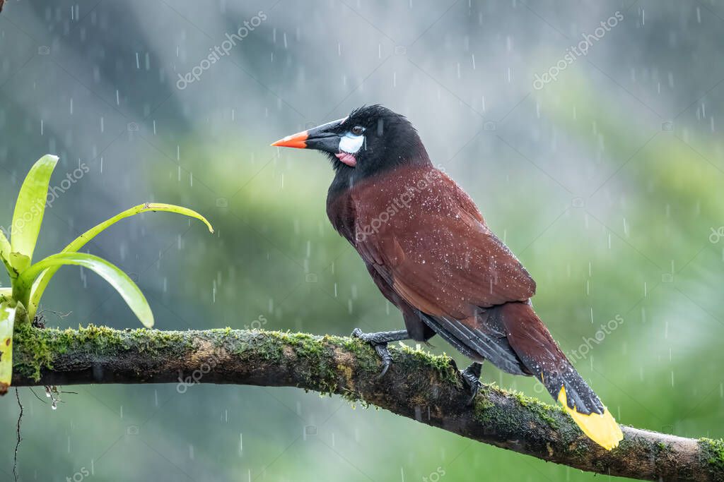 Montezuma Oropendola, Psarocolius montezuma, retrato de ave exótica de ...