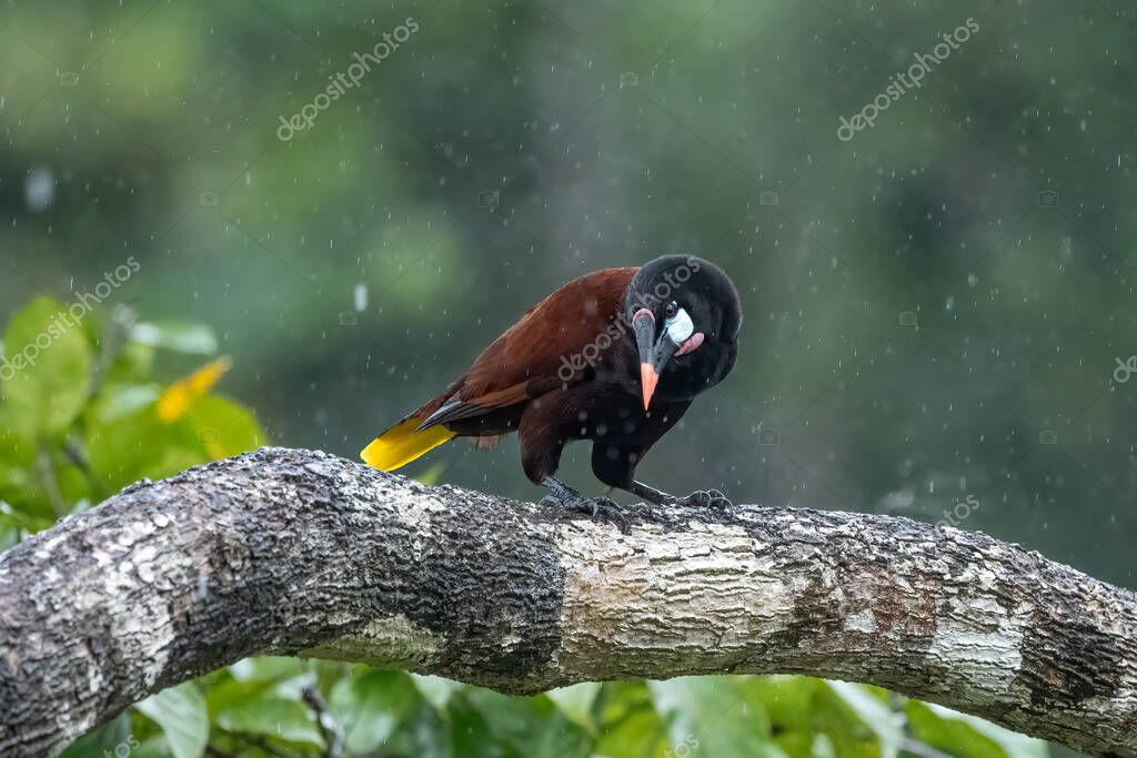 Montezuma Oropendola, Psarocolius montezuma, retrato de ave exótica de ...