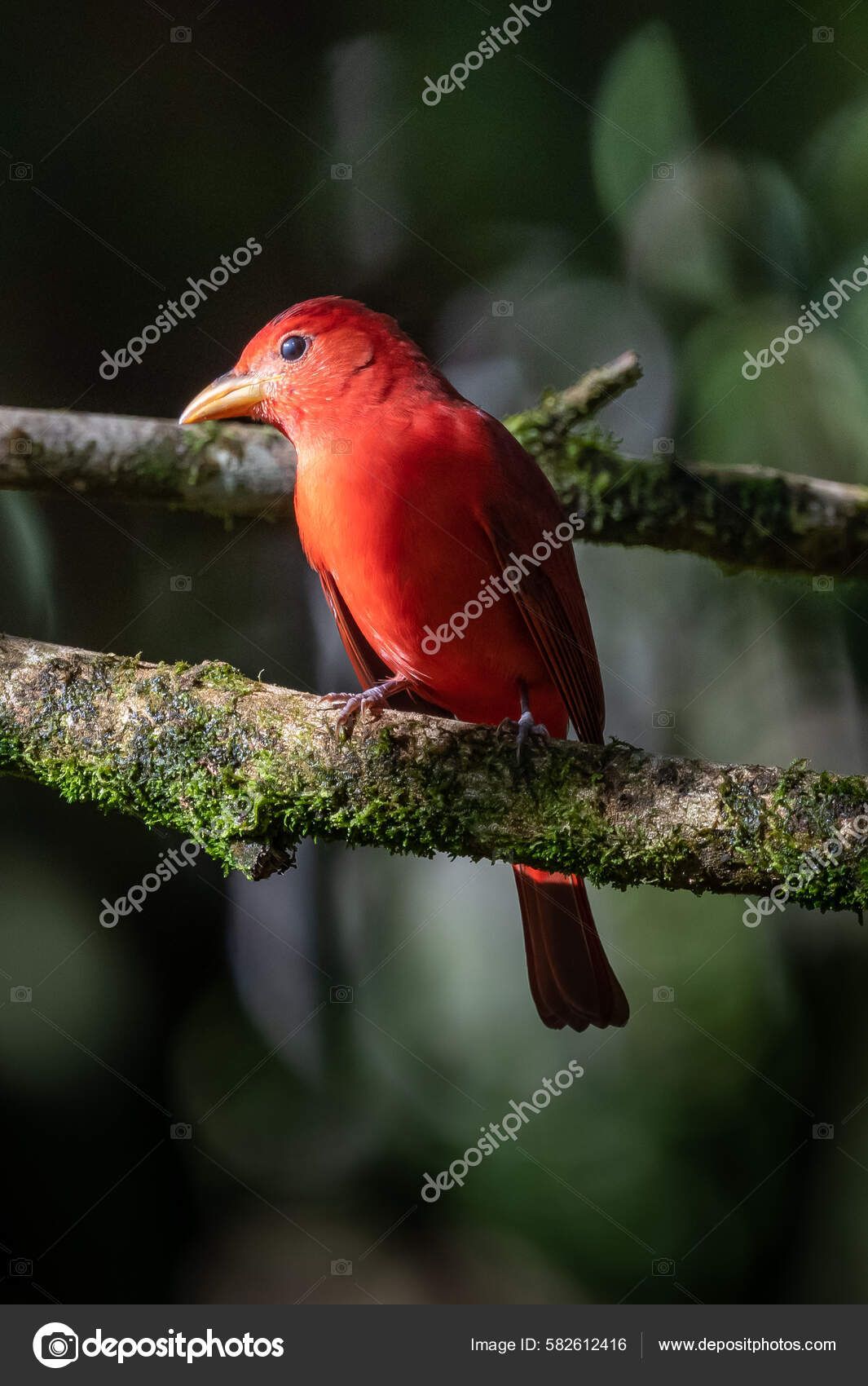 Red Tanager Green Vegetation Bird Big Palm Leave Summer Tanager Stock ...