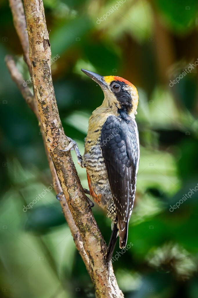 El gran pájaro carpintero moteado (Dendrocopos major) es un pájaro ...