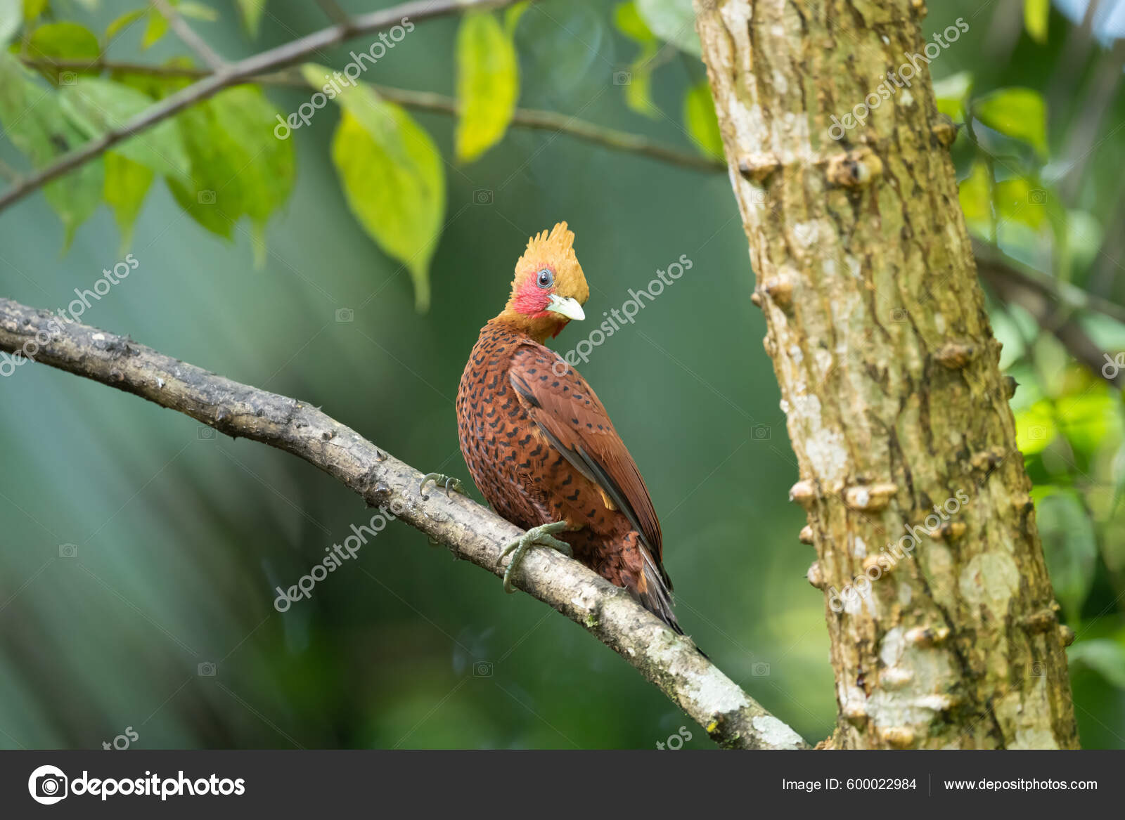 Chestnut Coloured Woodpecker Celeus Castaneus Brawn Bird Red Face Costa ...
