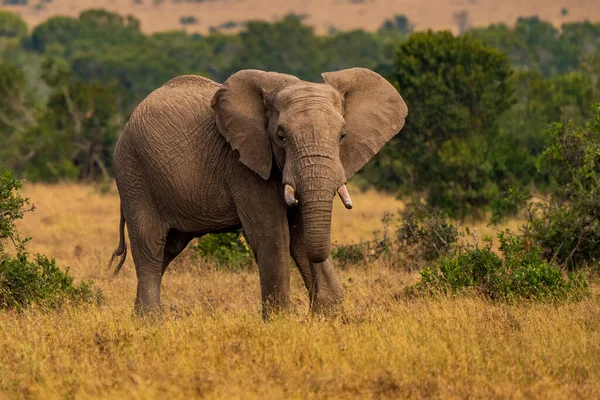 African Bull Elephant Head