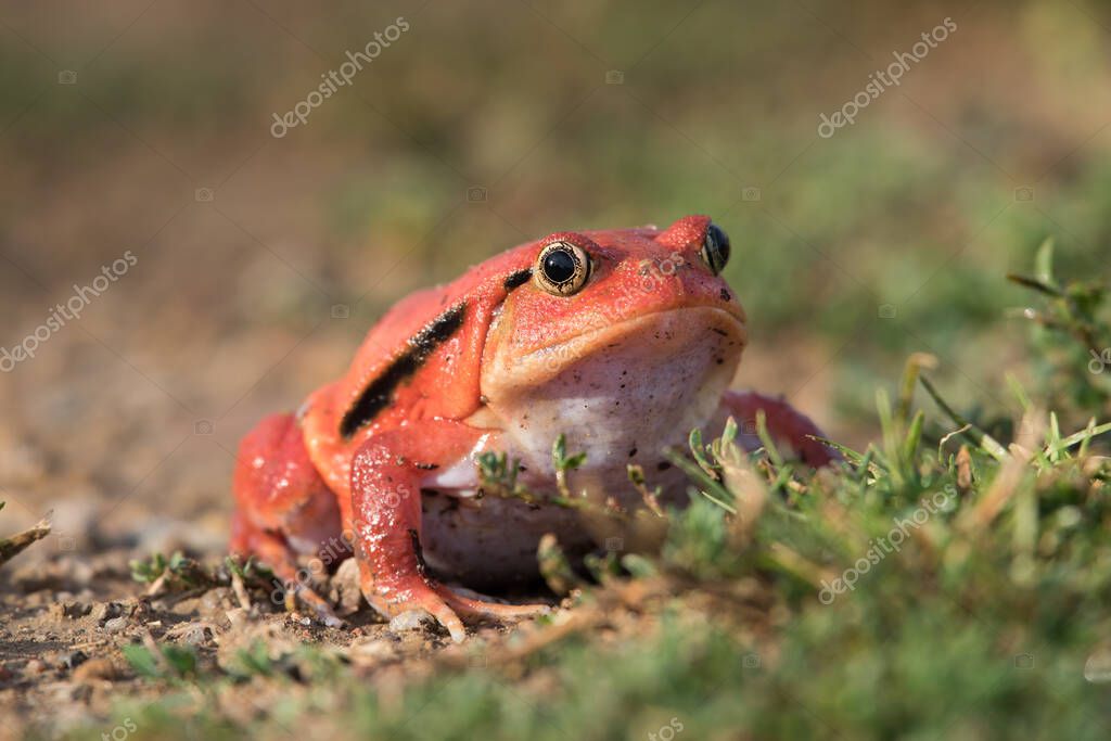 Rana de tomate (Dyscophus guineti), también conocida como la falsa rana ...
