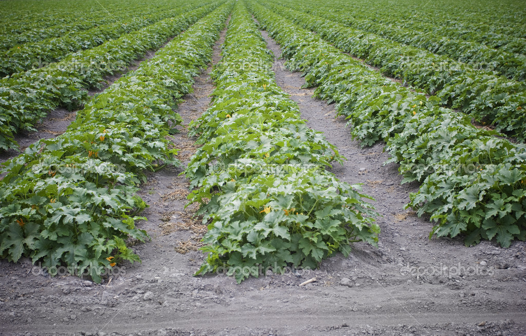 Long rows of a crops on a farm — Stock Photo © yobro10 #41363003