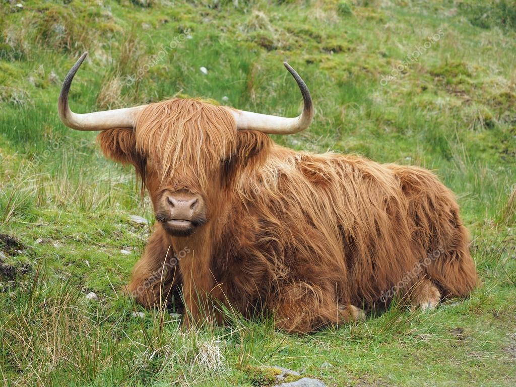 Schottische Hochlandrinder, westlichen Highlands von Schottland ...