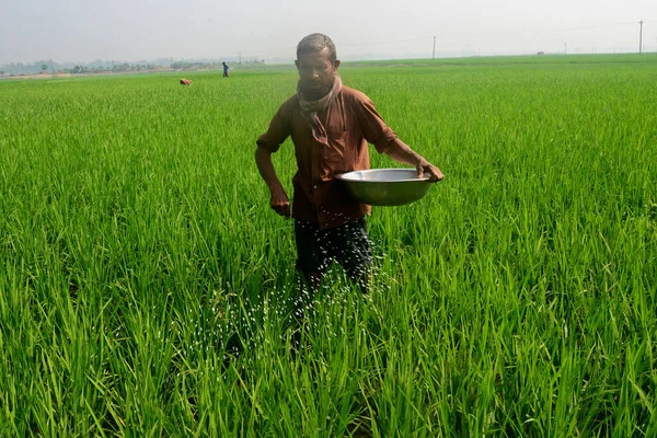 Farmer using fertilizer Stock Photos, Royalty Free Farmer using ...