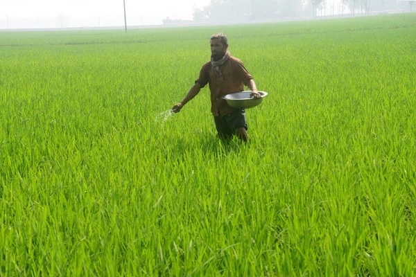 Farmer using fertilizer Stock Photos, Royalty Free Farmer using ...