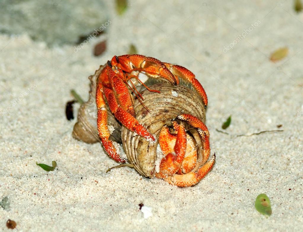 Couple of Hermit Crab Copulation — Stock Photo © zhekos_ #20535741