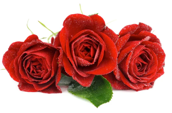 3 Red Rose Flower Pictures | Best Flower Site