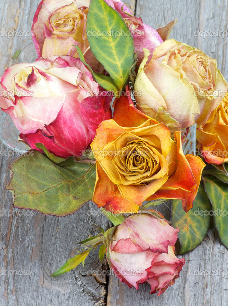 Withered Roses Stock Photo by ©zhekos_ 46732607