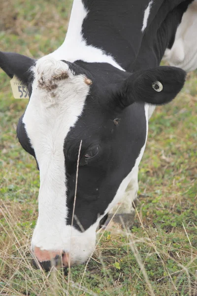 Back End View Dairy Cow's Vulva Entrance Her Vagina Stock Photo by ...