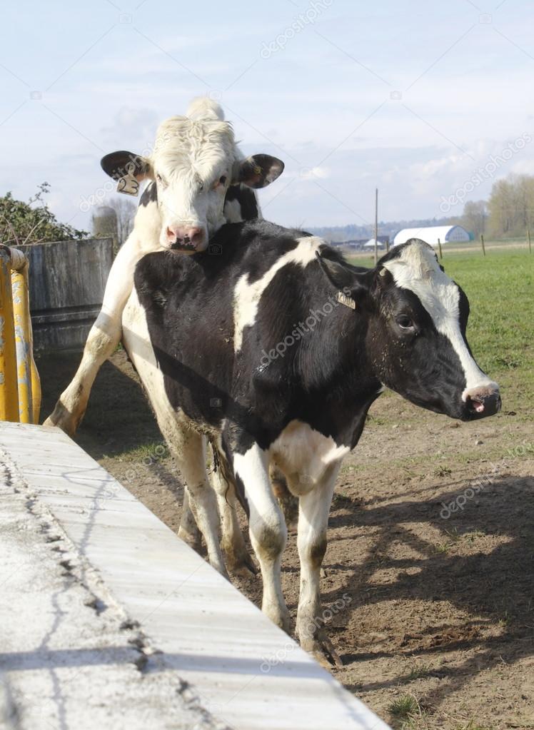 Livestock Breeding — Stock Photo © modfos #24227179