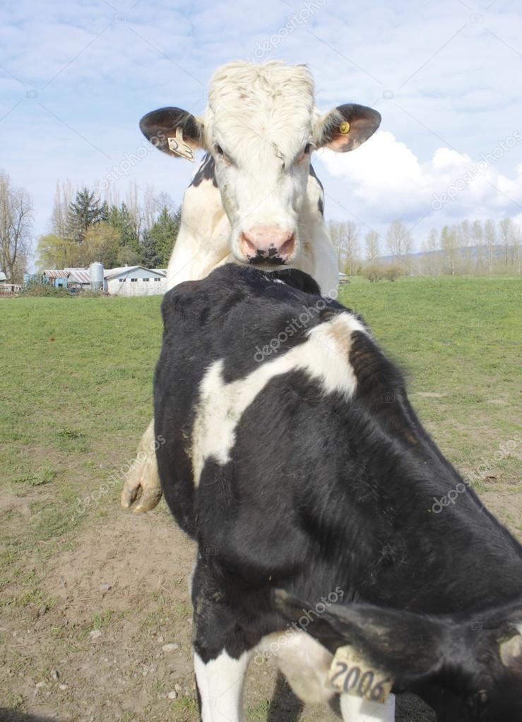 Bull Mounting Dairy Cow Stock Photo by ©modfos 24227193