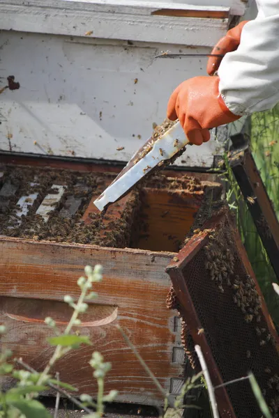 ᐈ Mosquito larvae stock images, Royalty Free larvae pictures | download ...