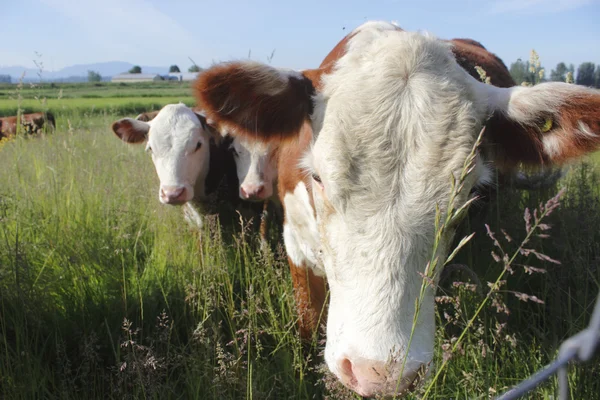Bull Mounting Dairy Cow — Stock Photo © modfos #24227193