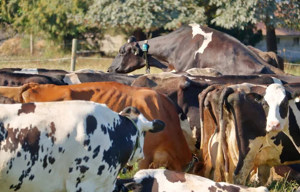 Dairy cows feeding Stock Photos, Royalty Free Dairy cows feeding Images ...