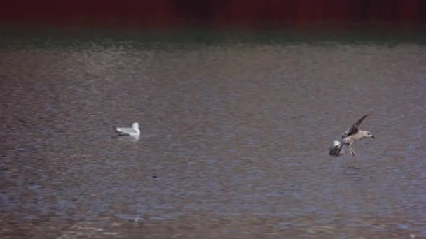 216 Seagull landing Videos, Royalty-free Stock Seagull landing Footage ...