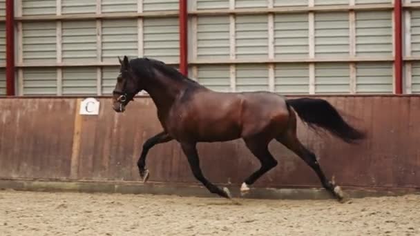 1,621 Cavalo marrom galopando Videos, Royalty-free Stock Cavalo marrom ...