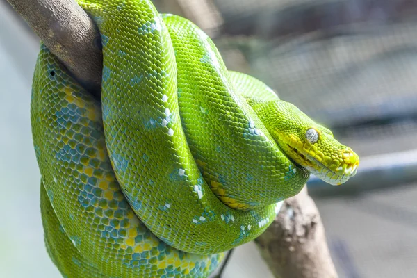Green Snake - Stock Image - Everypixel