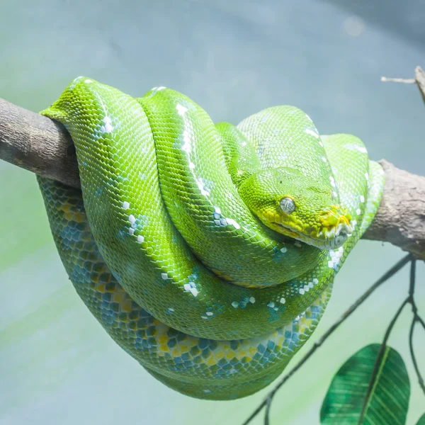 Green tree python snake ⬇ Stock Photo, Image by © mcgphoto #2425774