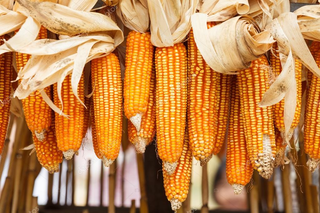 Maíz seco en mazorcas colgadas de la viga — Foto de stock #32212187 ...