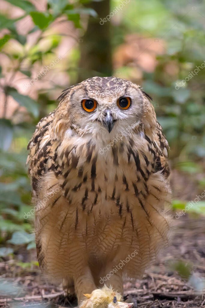 Búho de la India, el búho de roca o búho de Bengala, Bubo bengalensis ...