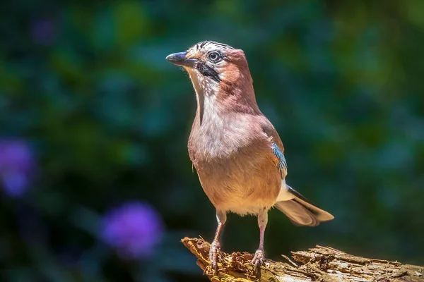 Closeup of a wet Eurasian jay bird Garrulus glandarius washing ...