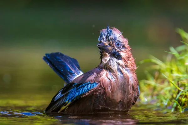 Closeup of a wet Eurasian jay bird Garrulus glandarius washing ...