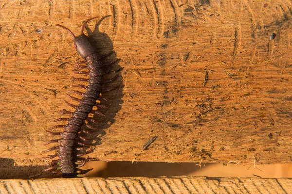 The centipede creep Stock Photos, Royalty Free The centipede creep ...