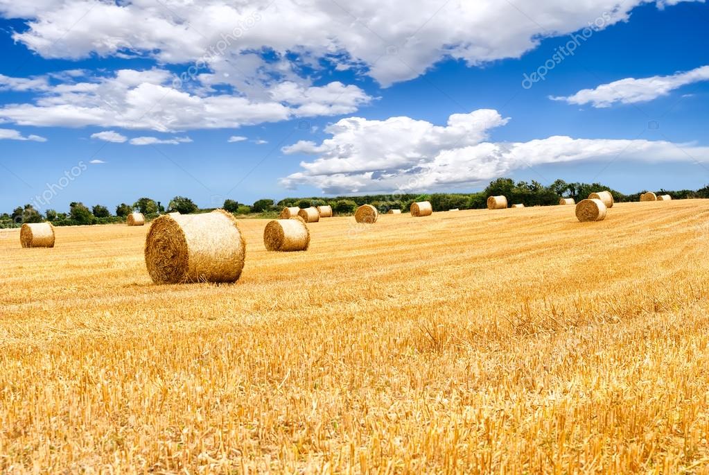 Champ de ballots de paille — Photographie matthi © #24007495