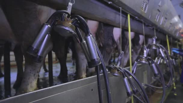 Automatic Milking Cows Process Milking Cows Dairy Farm Automated ...