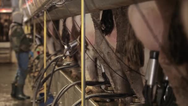 Automatic Milking Cows Process Milking Cows Dairy Farm Automated Milking Stock Video Footage by ...