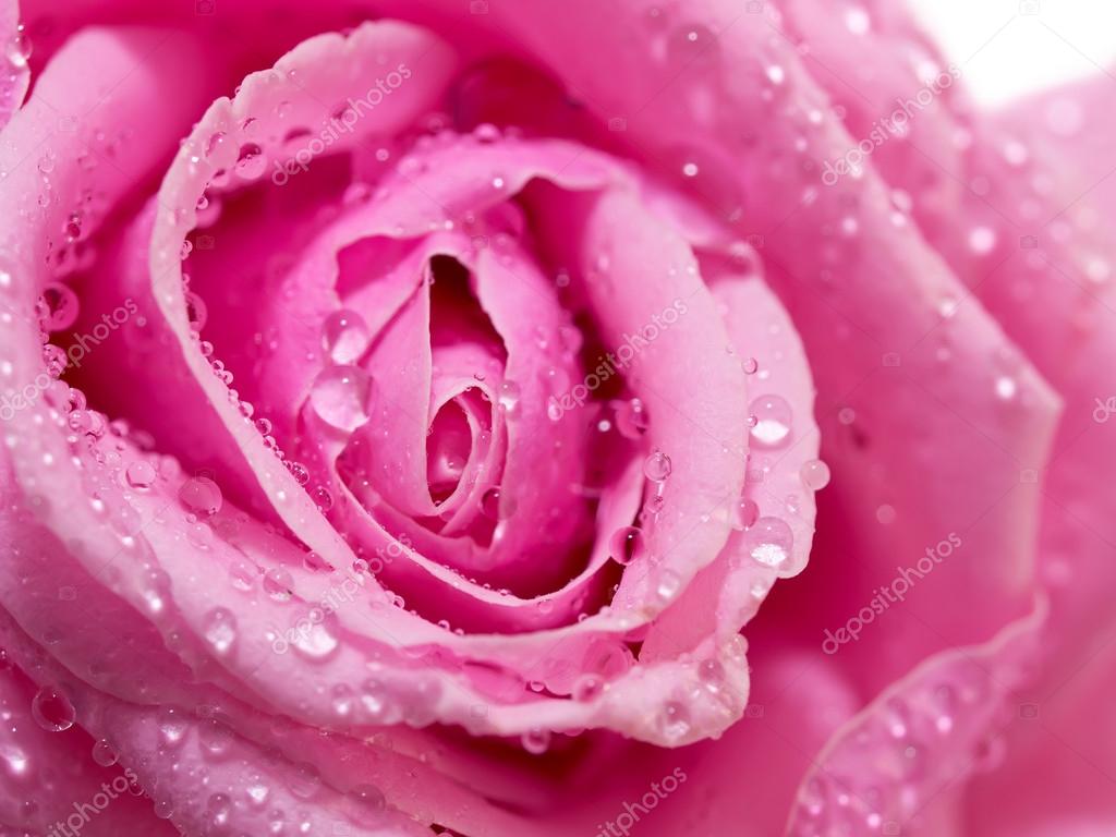 Pink Rose With Dew