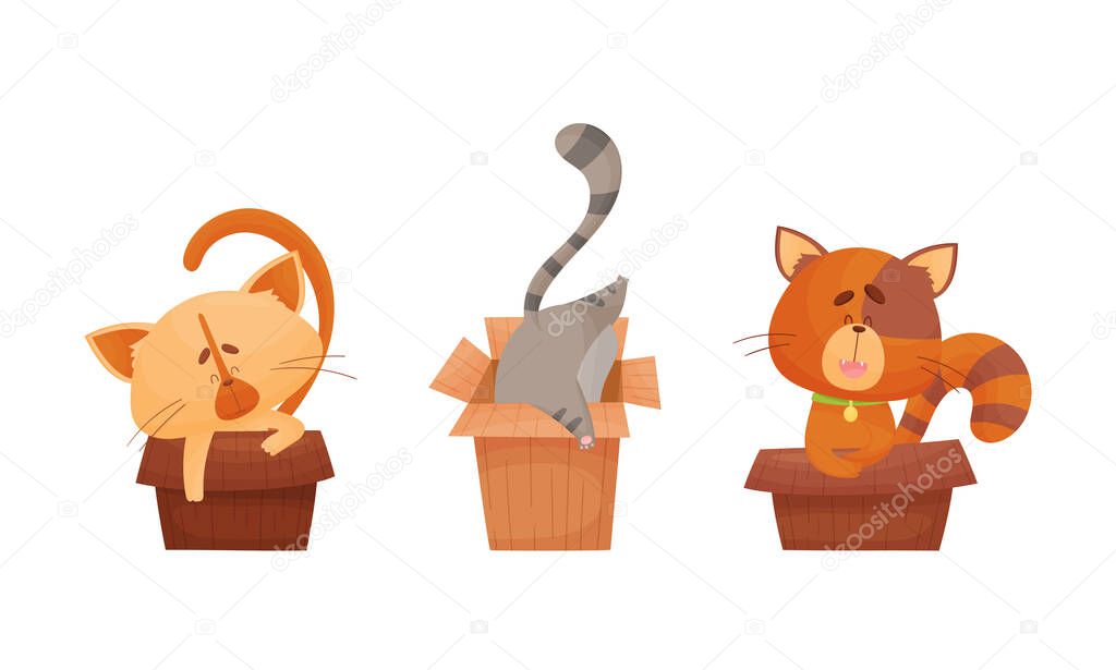 Lindos gatos en cajas. Adorables animales de compañía divertidos ...