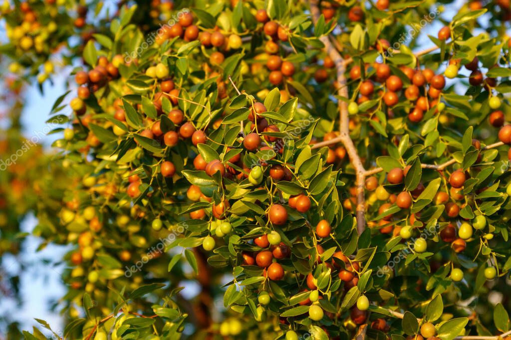 Frutos de ziziphus juba en las ramas de los árboles en el jardín de ...