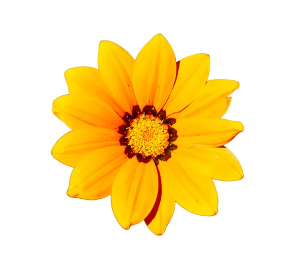 Yellow flower Stock Photos, Royalty Free Yellow flower Images ...