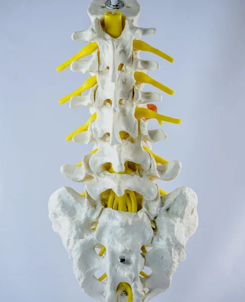 Vertebra model Stock Photo by ©tkizartici 19024741