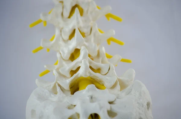 Spine Model, vertebra model Stock Photo by ©tkizartici 23130162