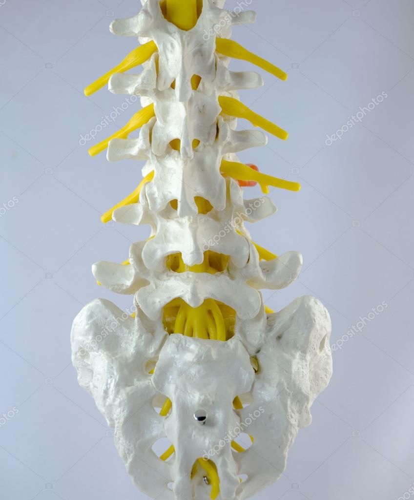 Low back model — Stock Photo © tkizartici #18865425