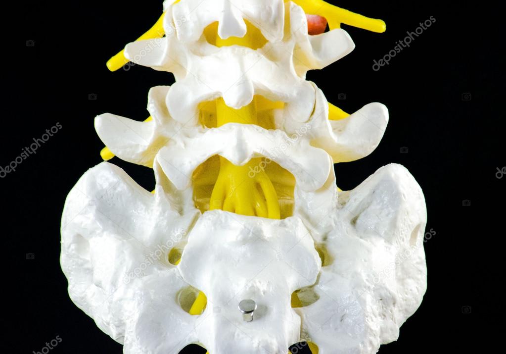 Spine Model, vertebra model Stock Photo by ©tkizartici 23130162