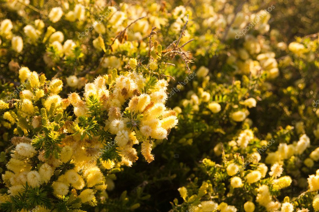 Wattle Tree Flower — Stock Photo © THPStock #14137167