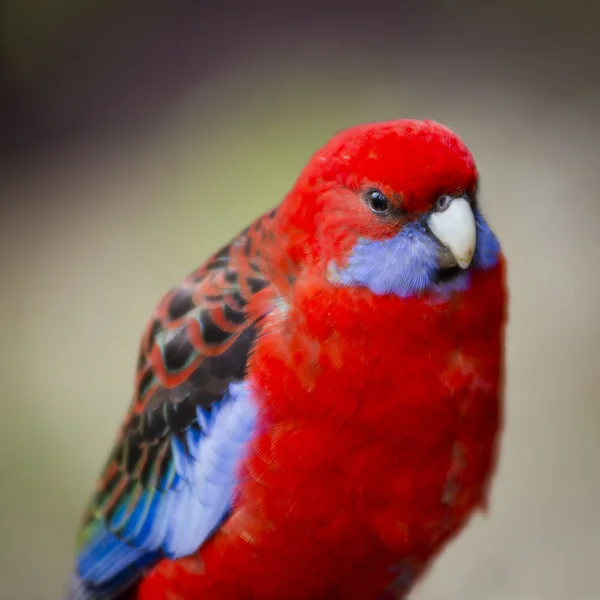 Rosella bird Pictures, Rosella bird Stock Photos & Images | Depositphotos®