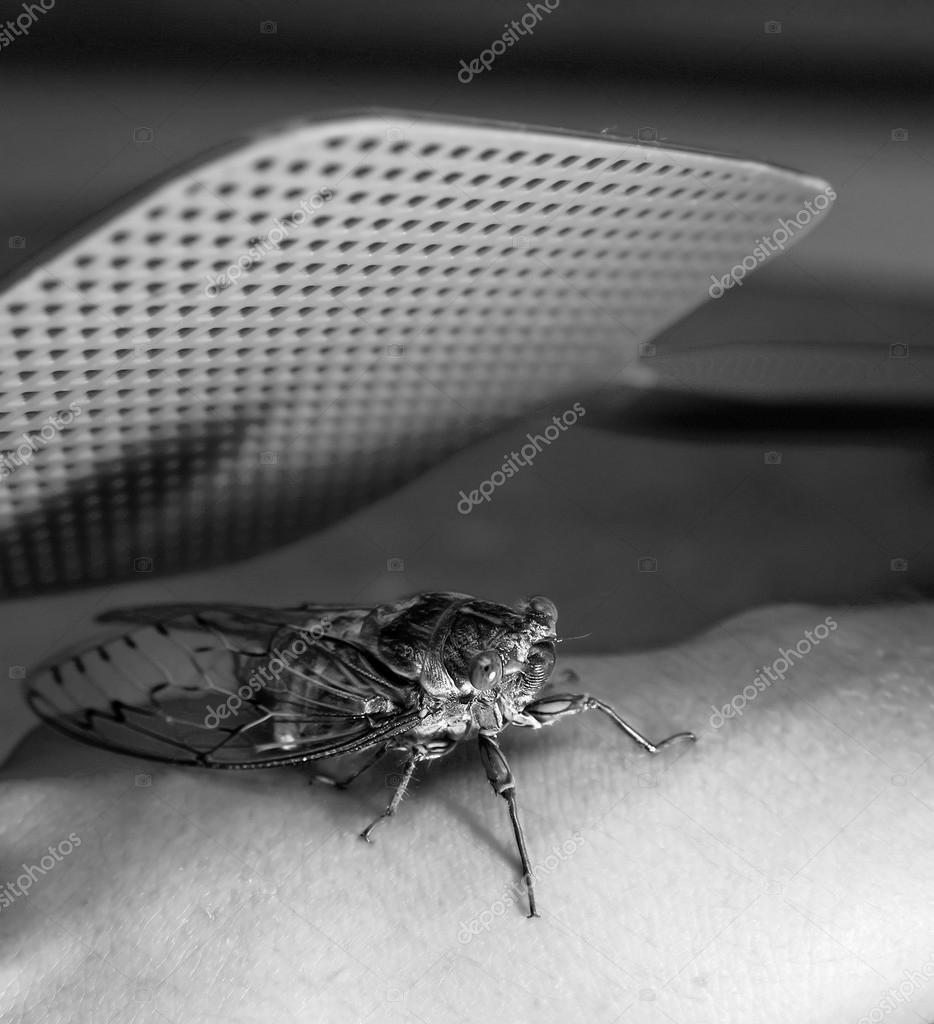 Bug Swat Stock Photo by ©THPStock 42378269