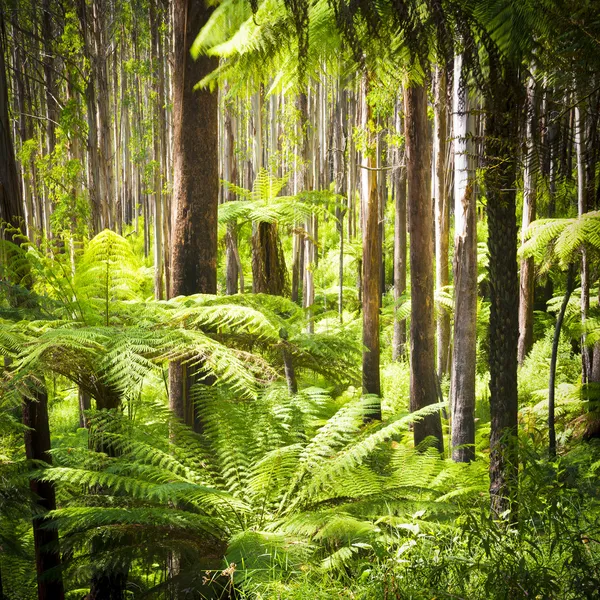 Fern Forest - Stock Image - Everypixel