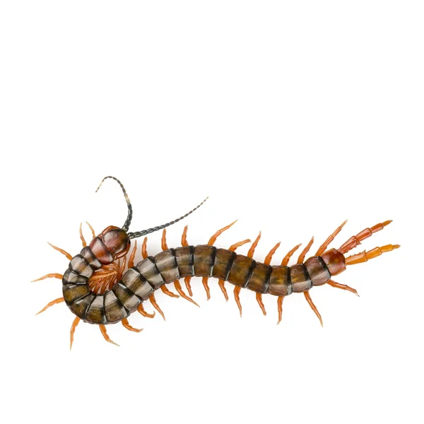 ᐈ Centipede stock photos, Royalty Free centipede photos | download on ...