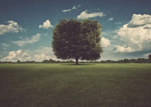 Square tree Stock Photos, Royalty Free Square tree Images | Depositphotos