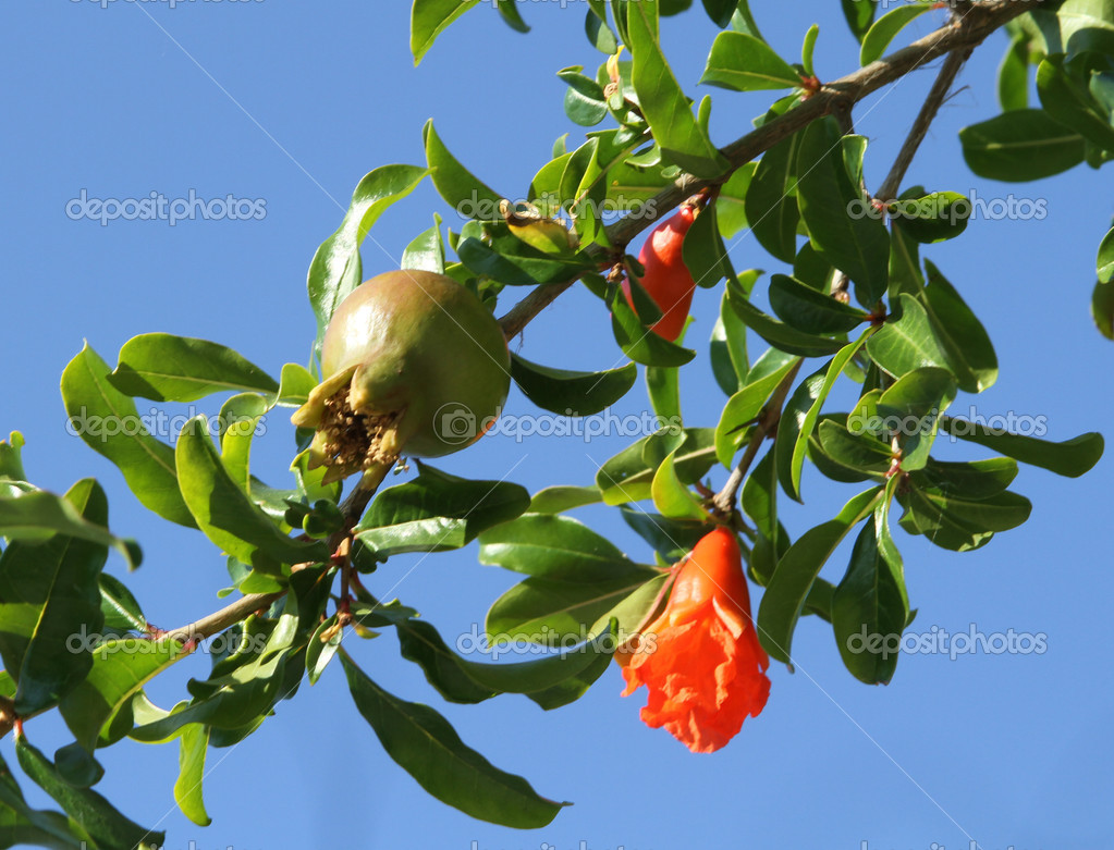 Flower of the fruit grenade tree Stock Photo by ©potyomkina 18199043